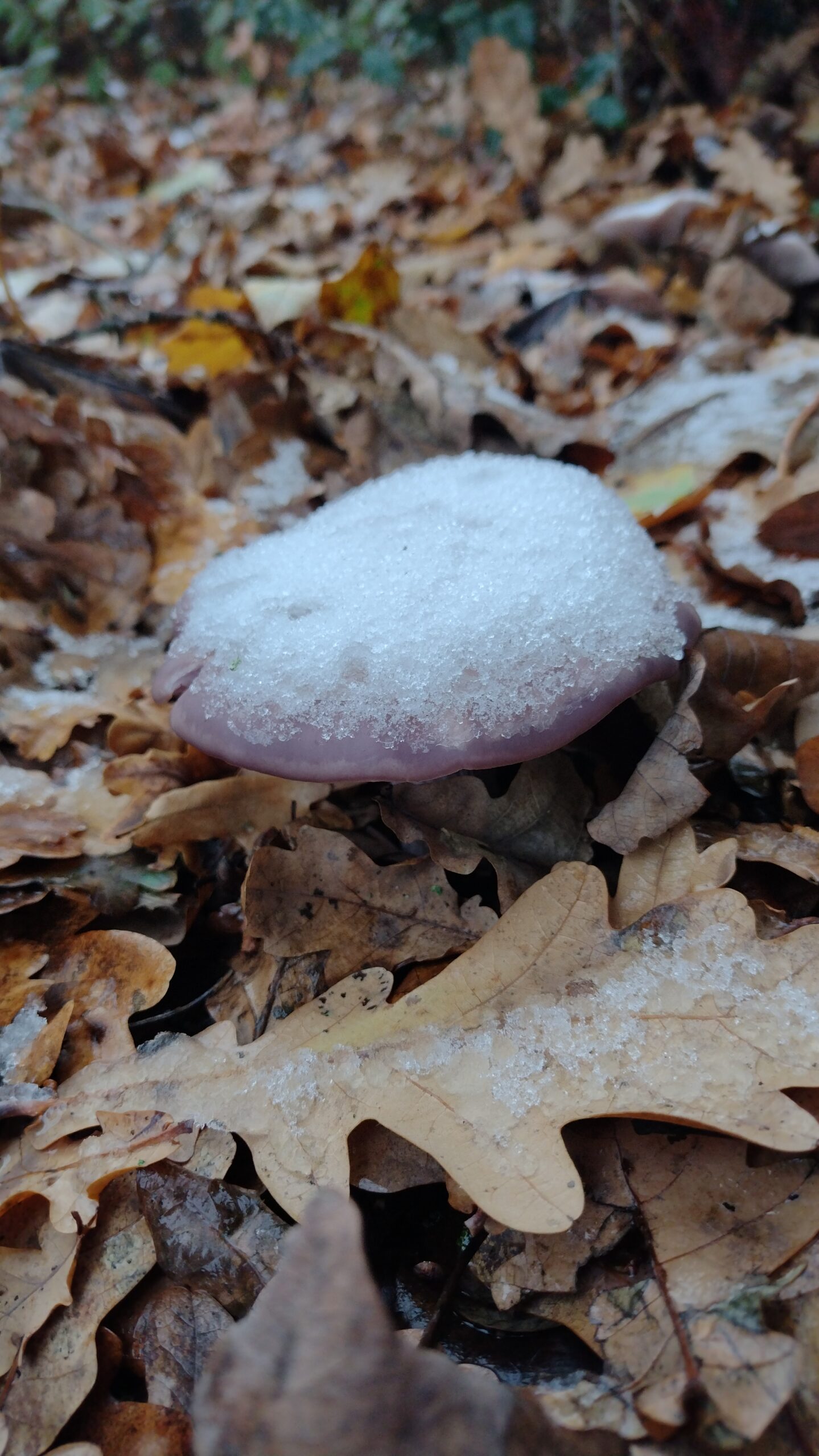 Jonas DL - Gent - NoodweerBenelux